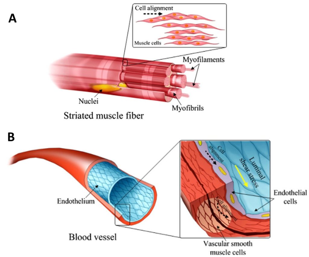 Cell Alignment Strategies for Organ-on-Chip Technologies - EDEN TECH
