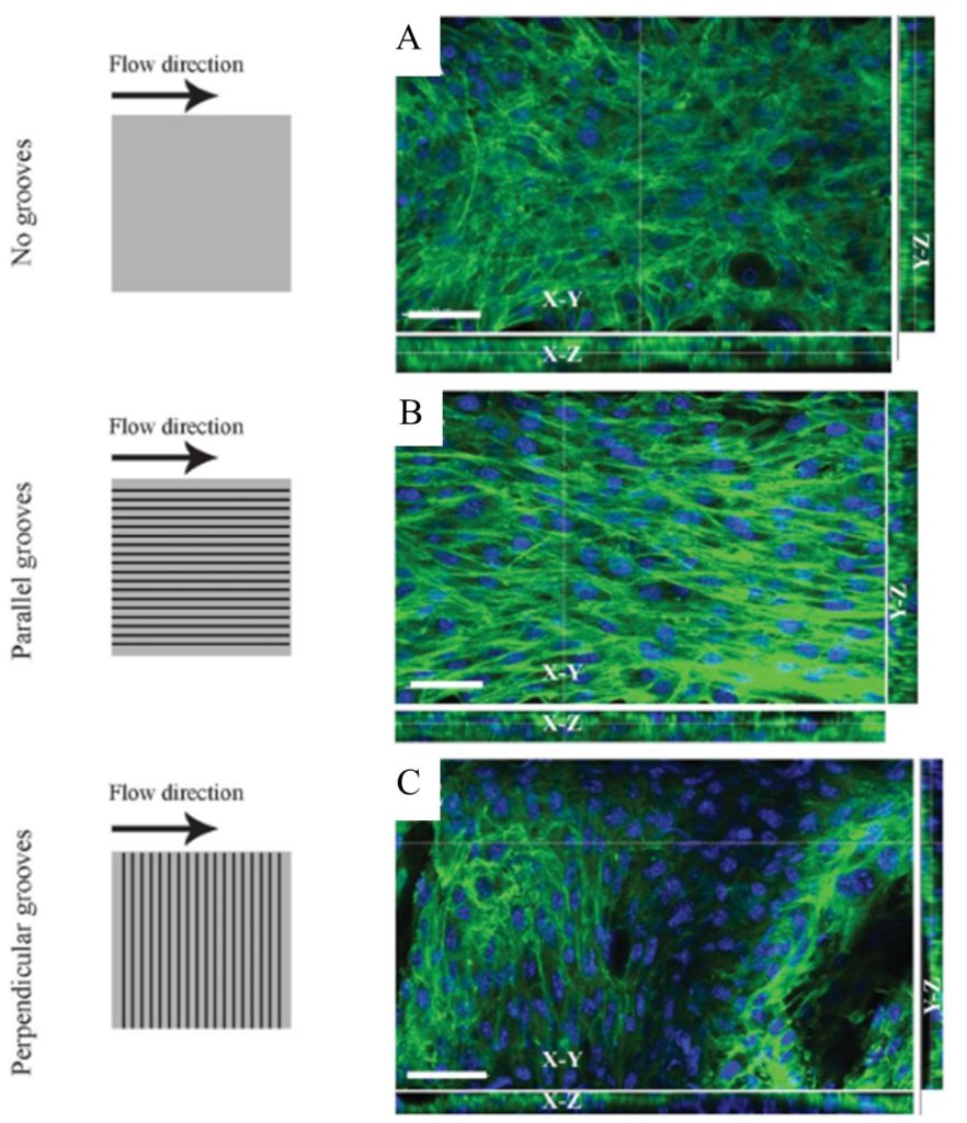Cell Alignment Strategies for Organ-on-Chip Technologies - EDEN TECH