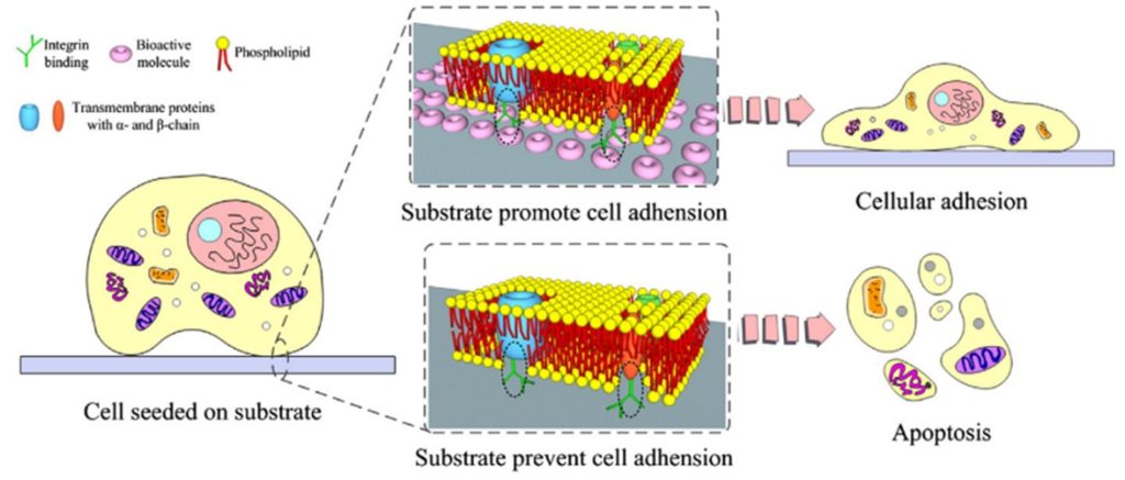 Cell Alignment Strategies for Organ-on-Chip Technologies - EDEN TECH